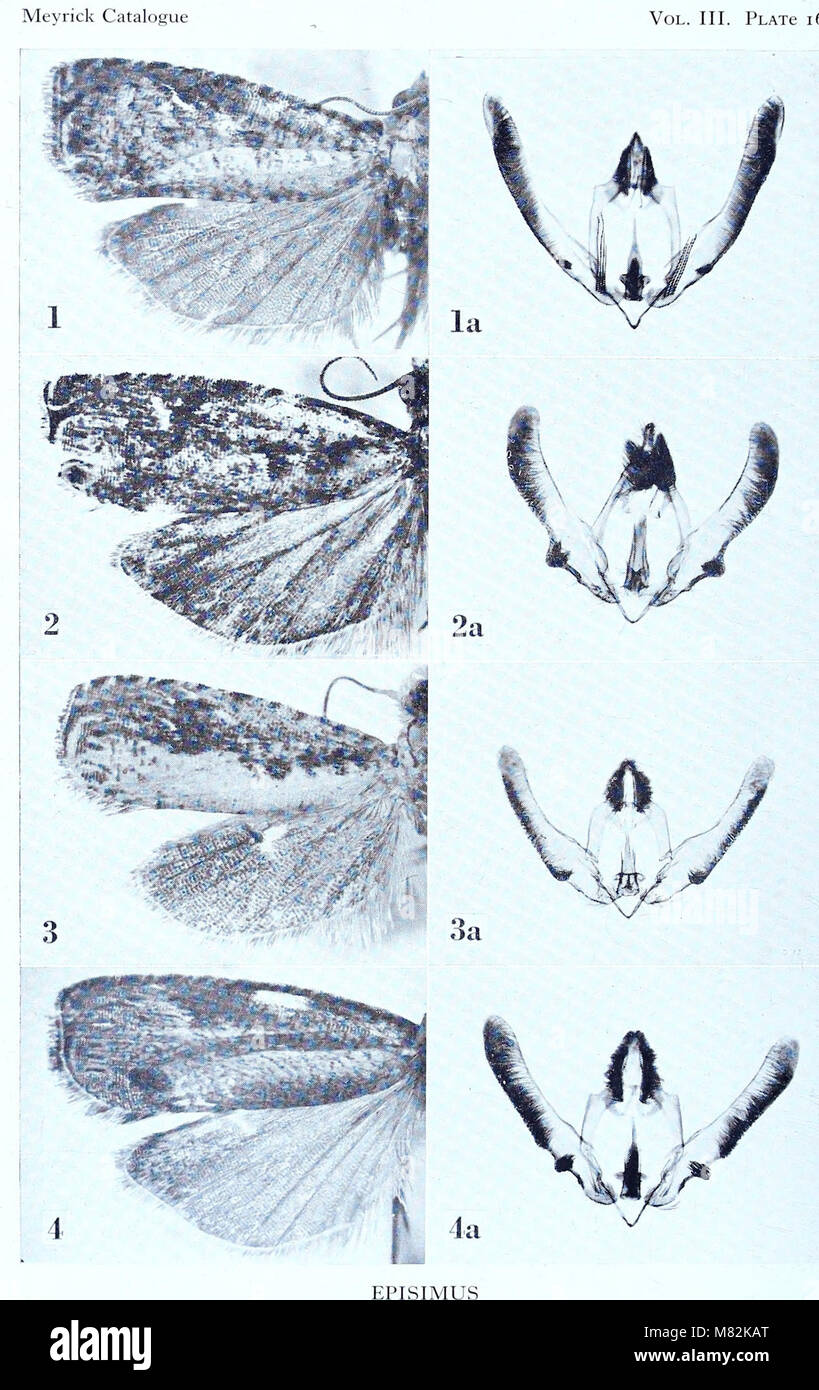 This 1955 catalogue details the type specimens of Microlepidoptera ...