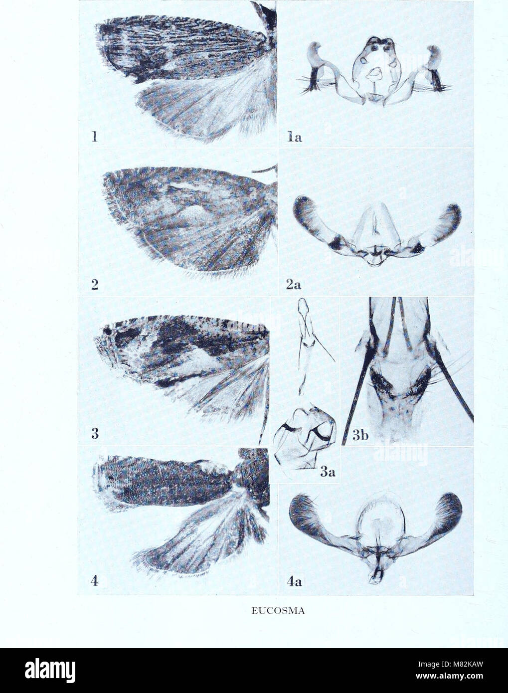 Catalogue of the types specimens of Microlepidoptera in the British ...