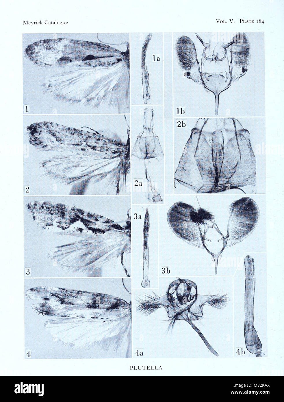 Catalogue of the types specimens of Microlepidoptera in the British Museum (Natural History ...