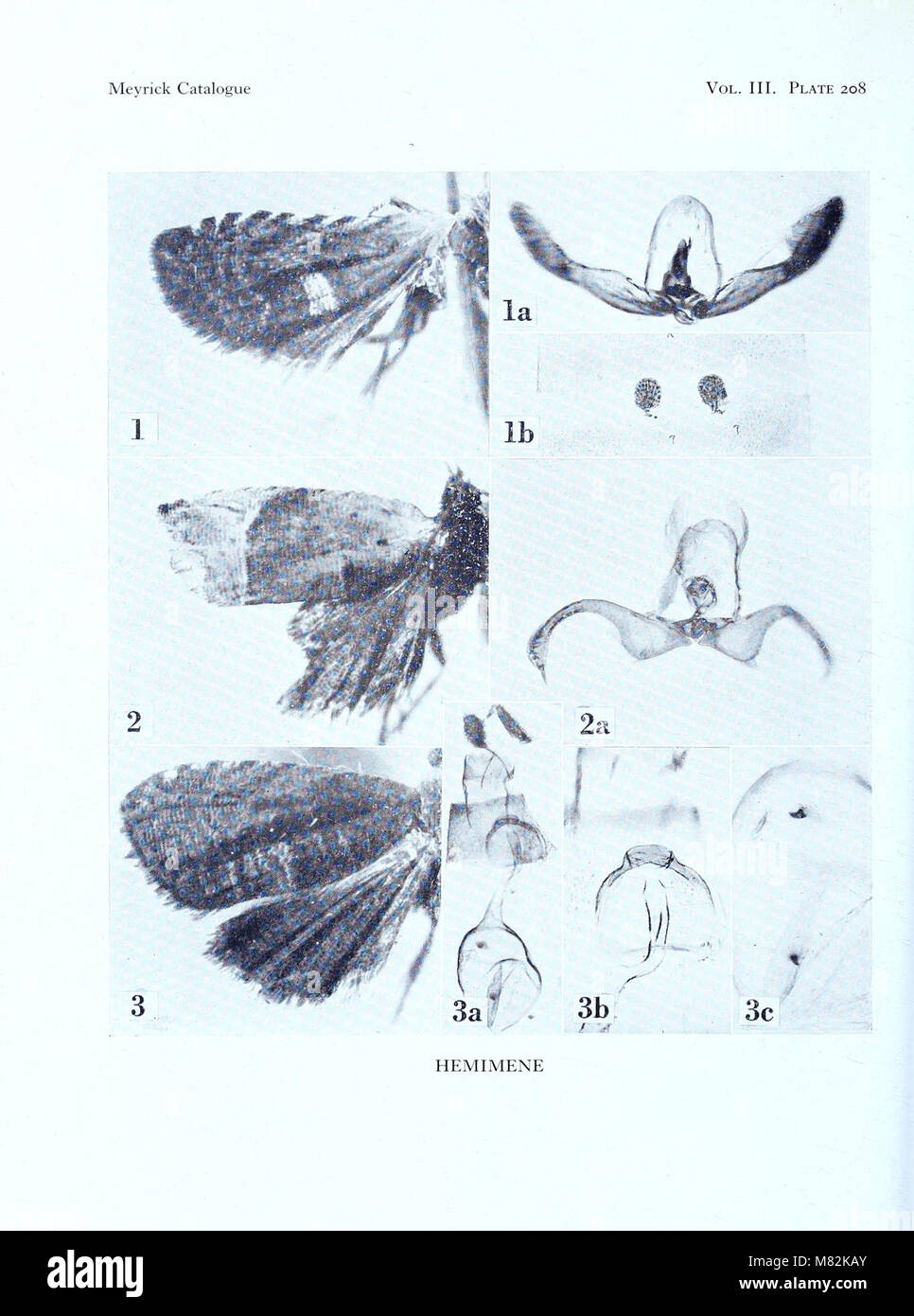 This catalogue lists the type specimens of Microlepidoptera described ...