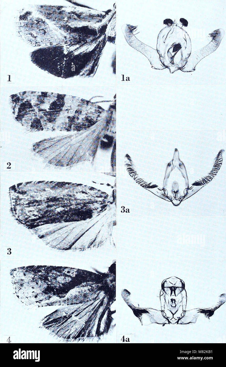 Catalogue of the types specimens of Microlepidoptera in the British ...