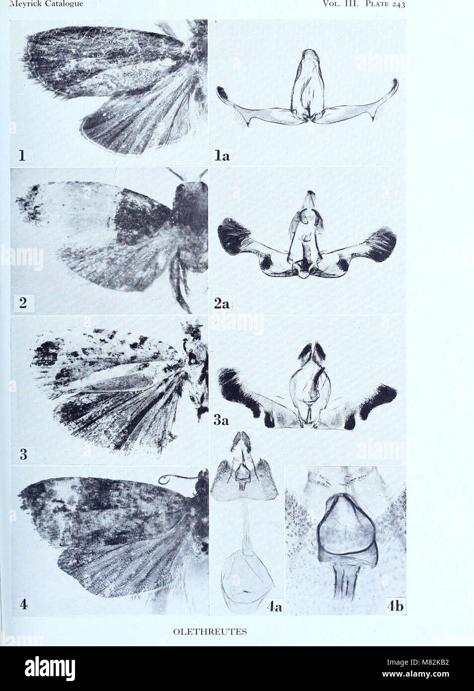 Catalogue of the types specimens of Microlepidoptera in the British ...