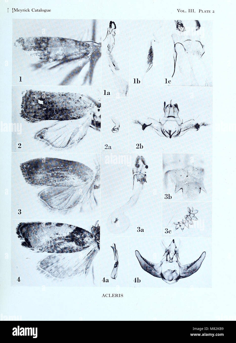 This 1955 catalogue lists the type specimens of Microlepidoptera ...