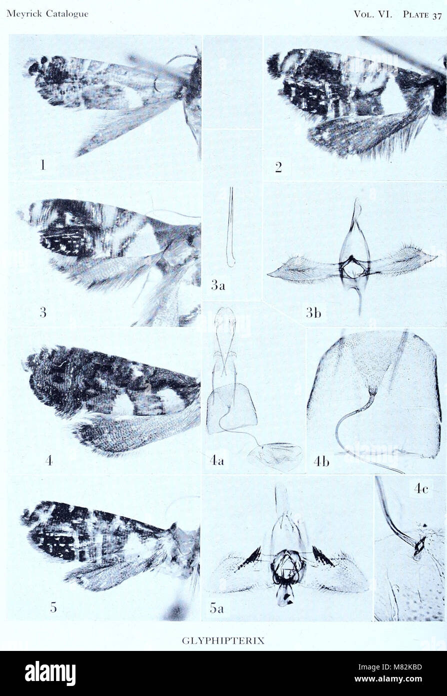 Catalogue of the types specimens of Microlepidoptera in the British Museum (Natural History ...