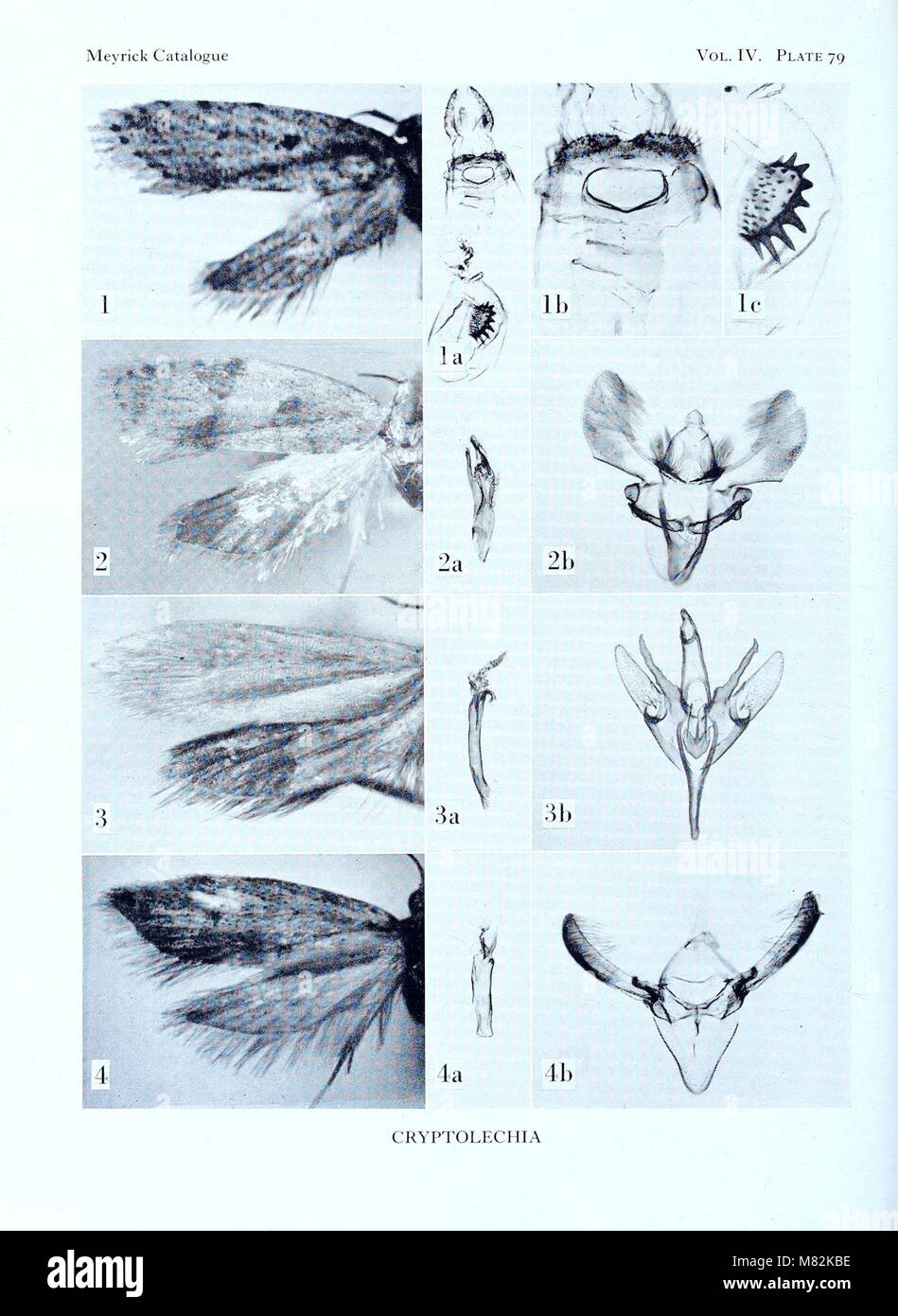 Catalogue of the types specimens of Microlepidoptera in the British ...