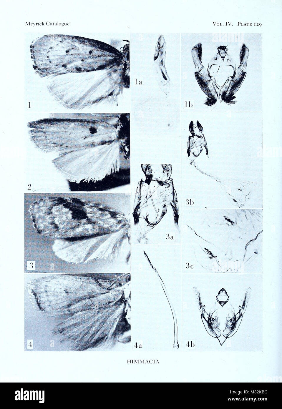 Catalogue of the types specimens of Microlepidoptera in the British Museum (Natural History ...
