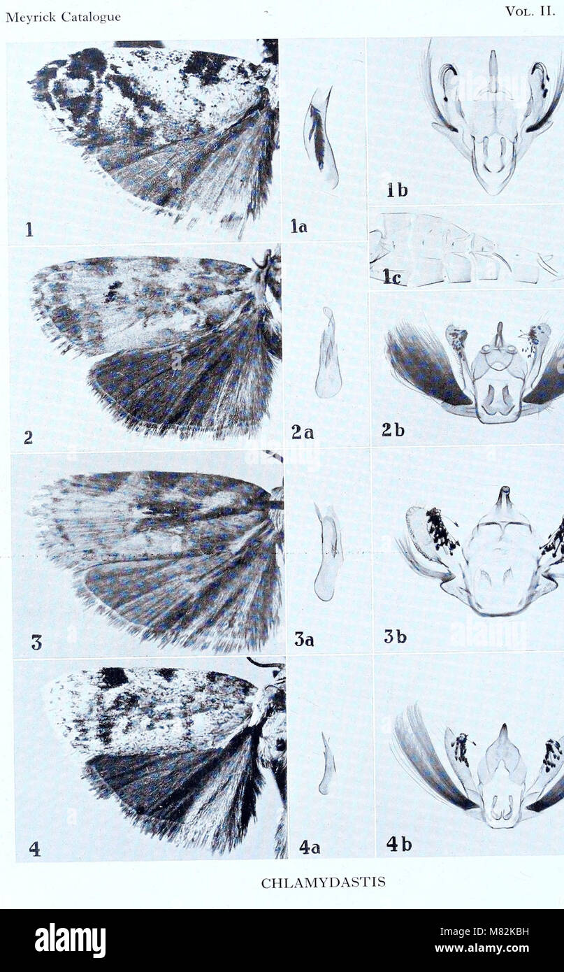Catalogue of the types specimens of Microlepidoptera in the British ...