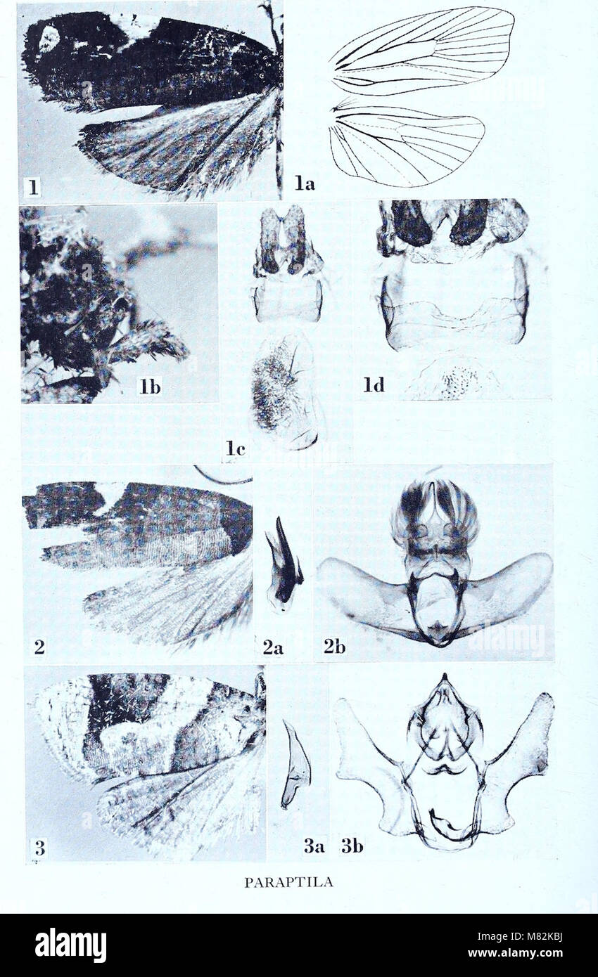 Catalogue of the types specimens of Microlepidoptera in the British ...