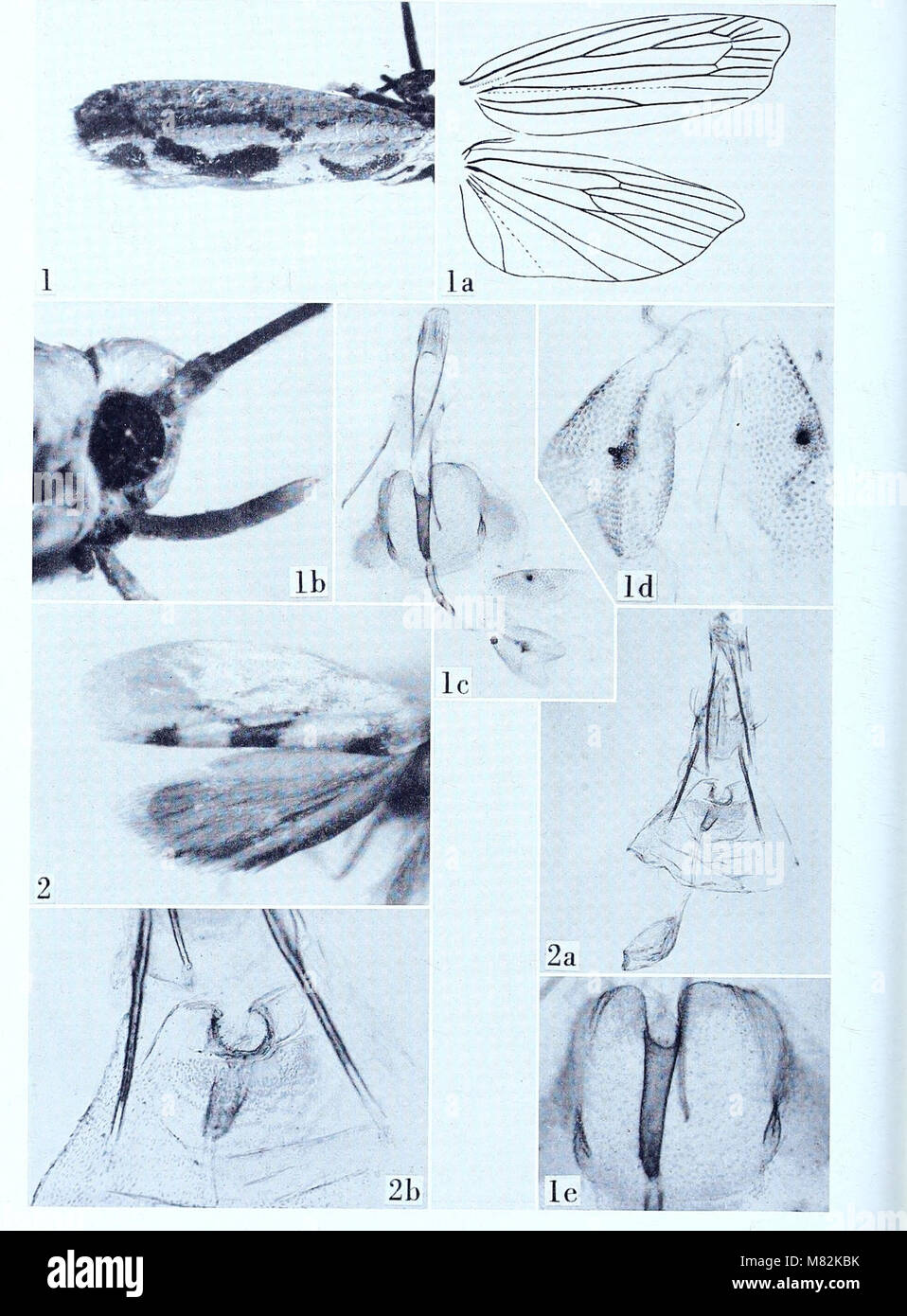 Microlepidoptera Illustration High Resolution Stock Photography and ...