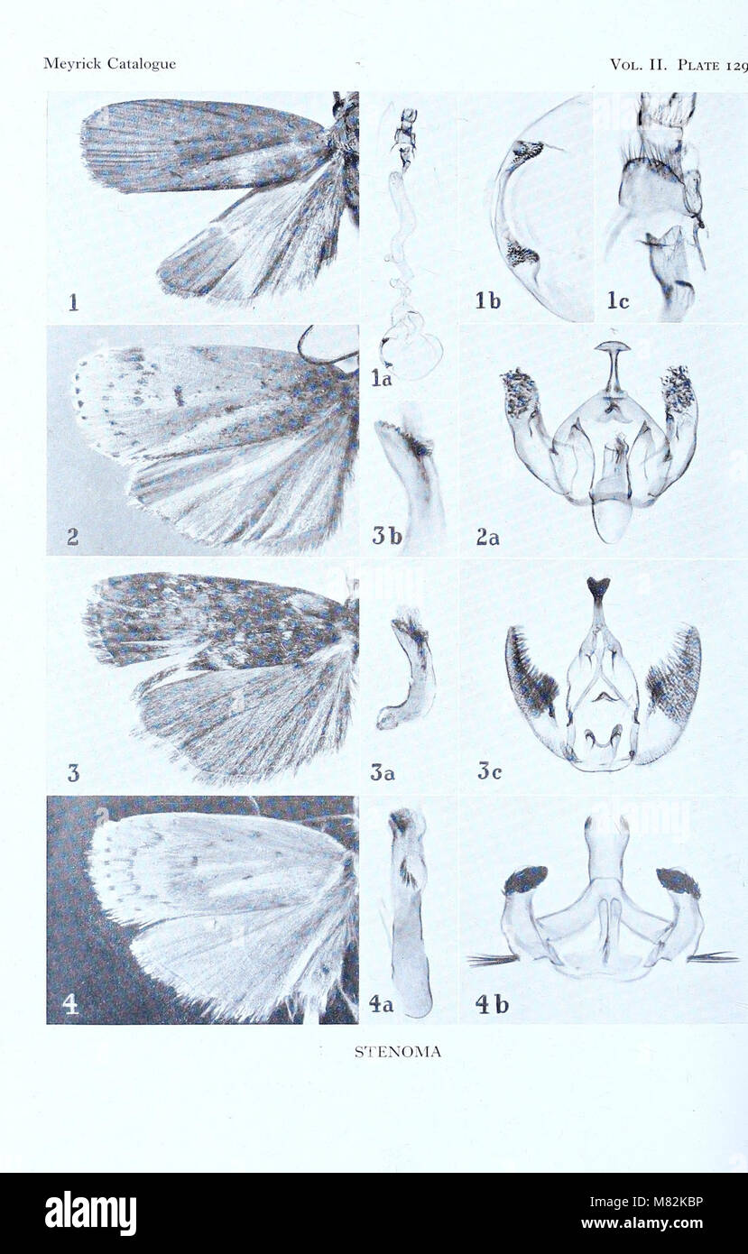 Catalogue of the types specimens of Microlepidoptera in the British ...