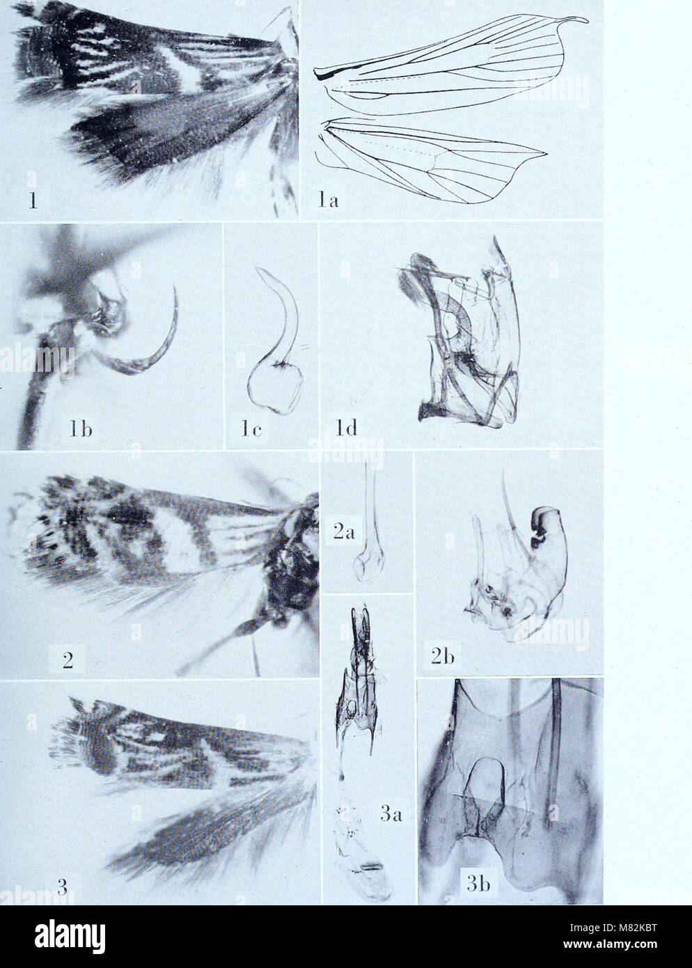 Catalogue of the types specimens of Microlepidoptera in the British ...