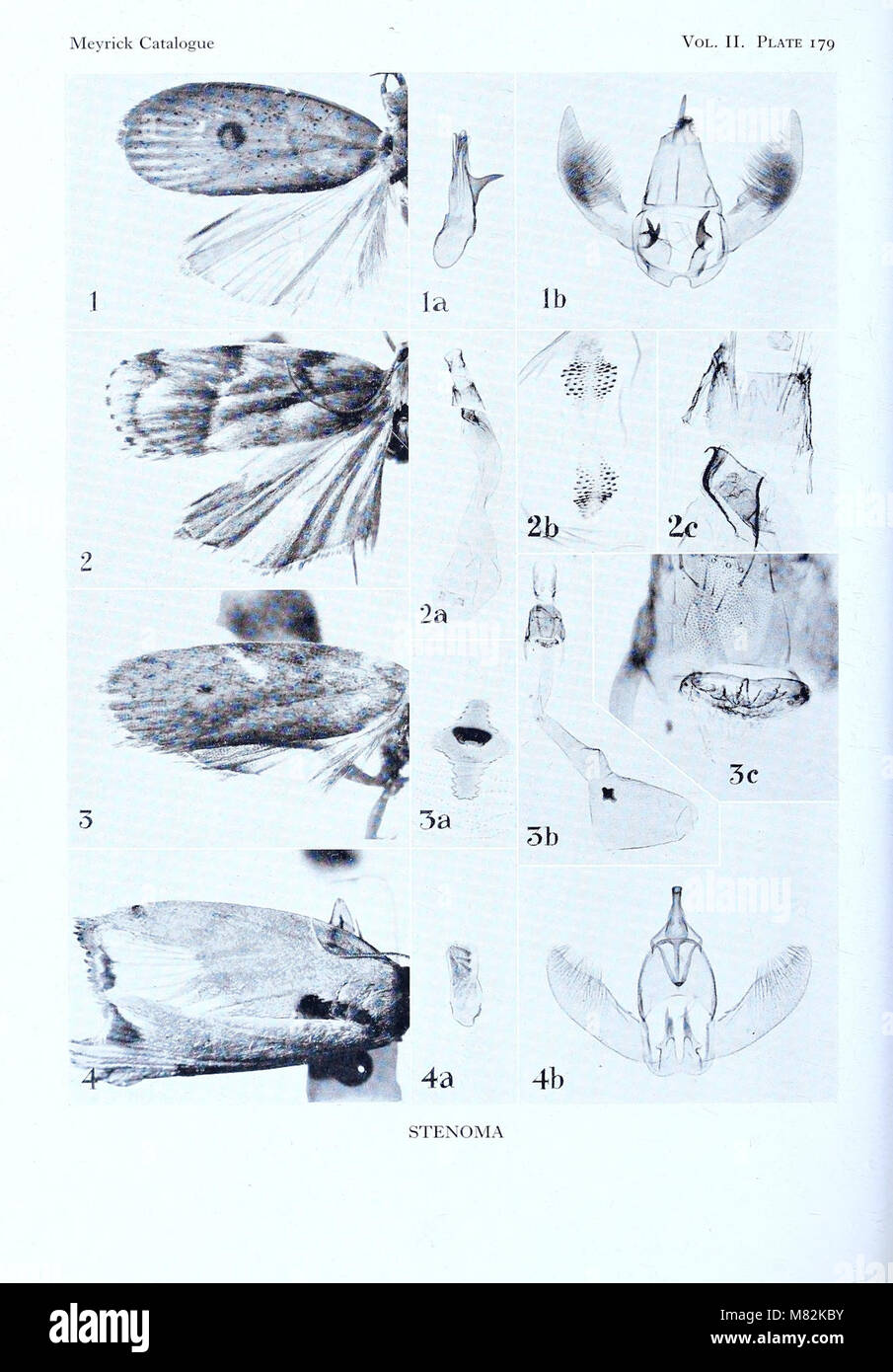 Microlepidoptera Illustration High Resolution Stock Photography and ...
