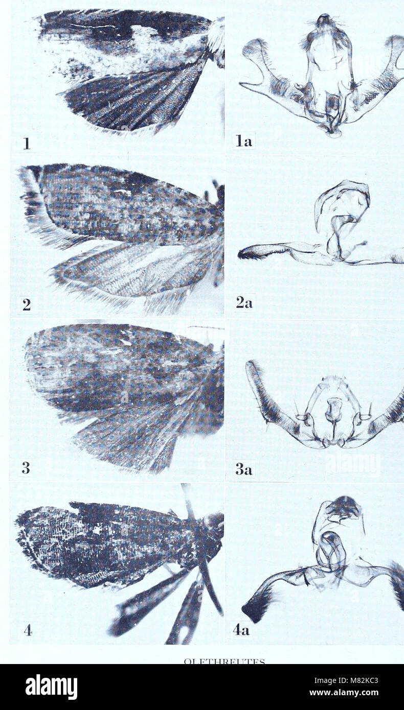 Catalogue of the types specimens of Microlepidoptera in the British Museum (Natural History ...