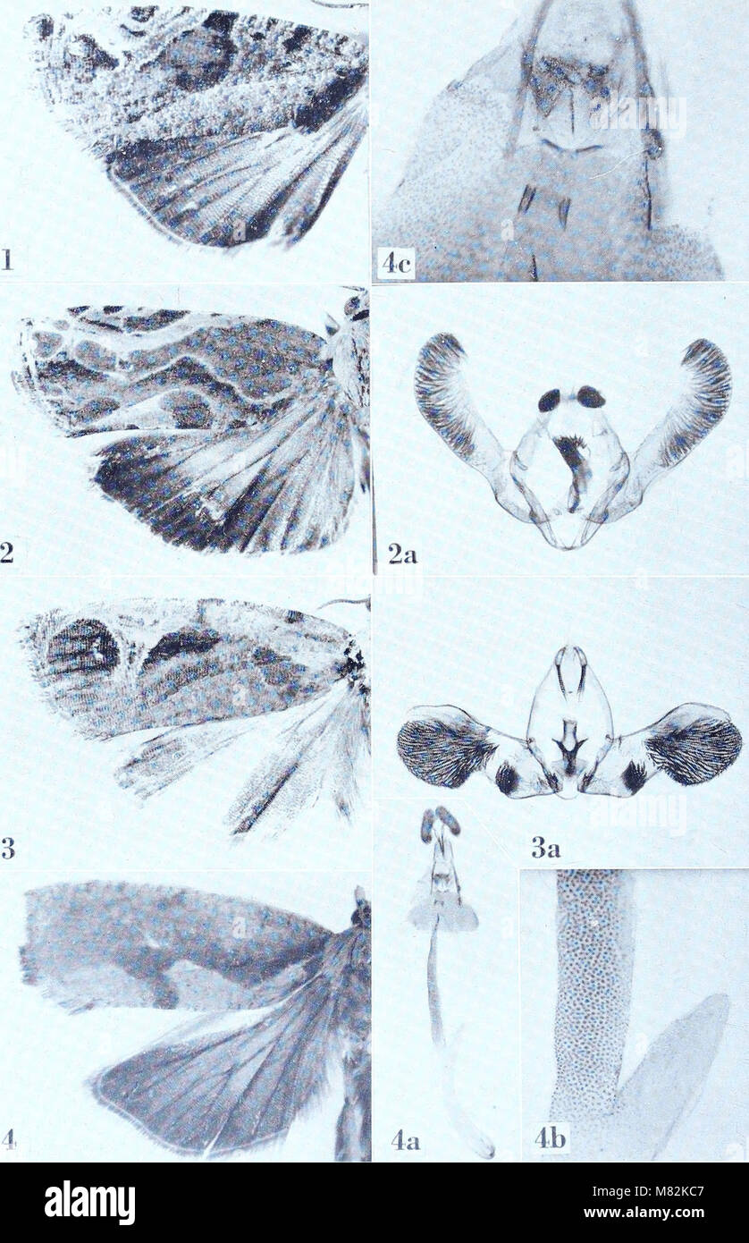 This 1955 catalogue documents type specimens of Microlepidoptera, a ...