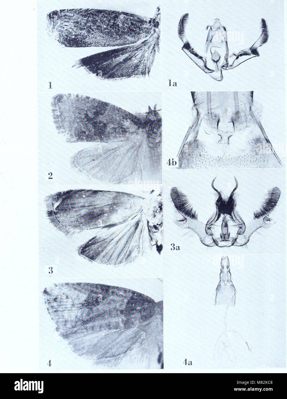 Catalogue of the types specimens of Microlepidoptera in the British ...