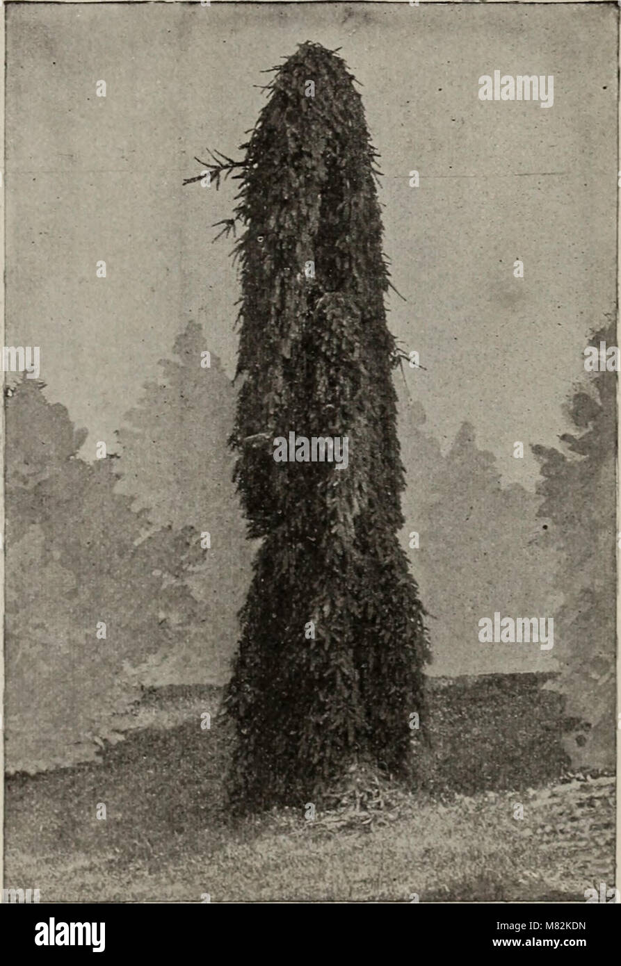 Catalogue of trees, shrubs, evergreens and herbaceous plants (1900 ...