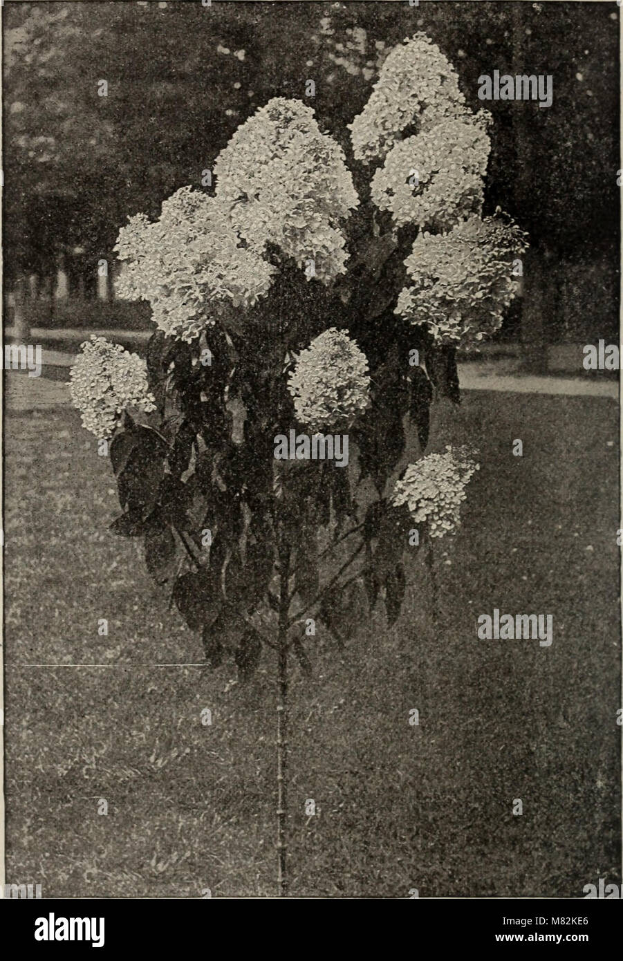 A 1900 catalogue listing trees, shrubs, evergreens, and herbaceous ...
