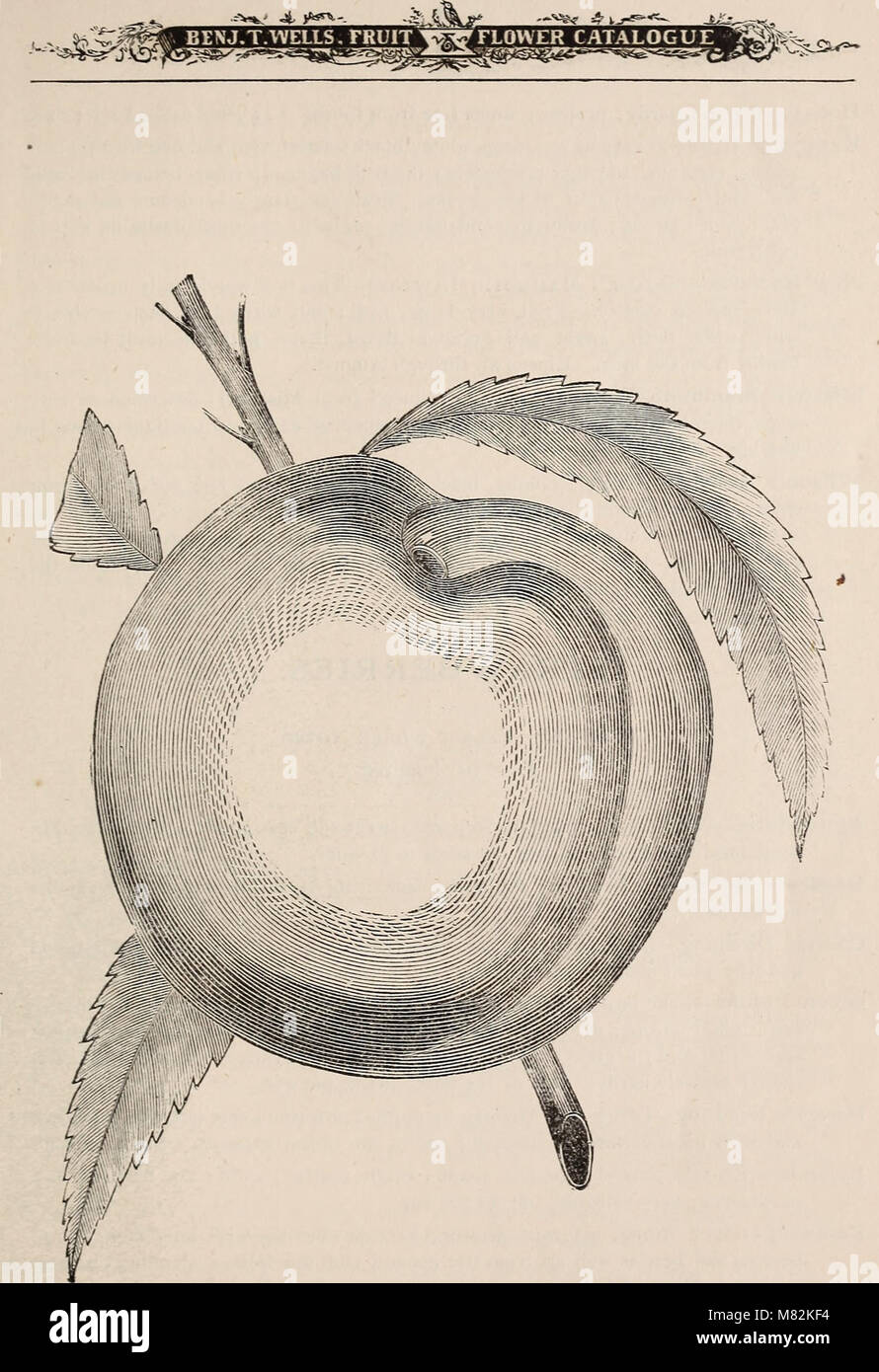 This catalog, published in 1879, lists a wide variety of plants, including trees, shrubs, vines ...