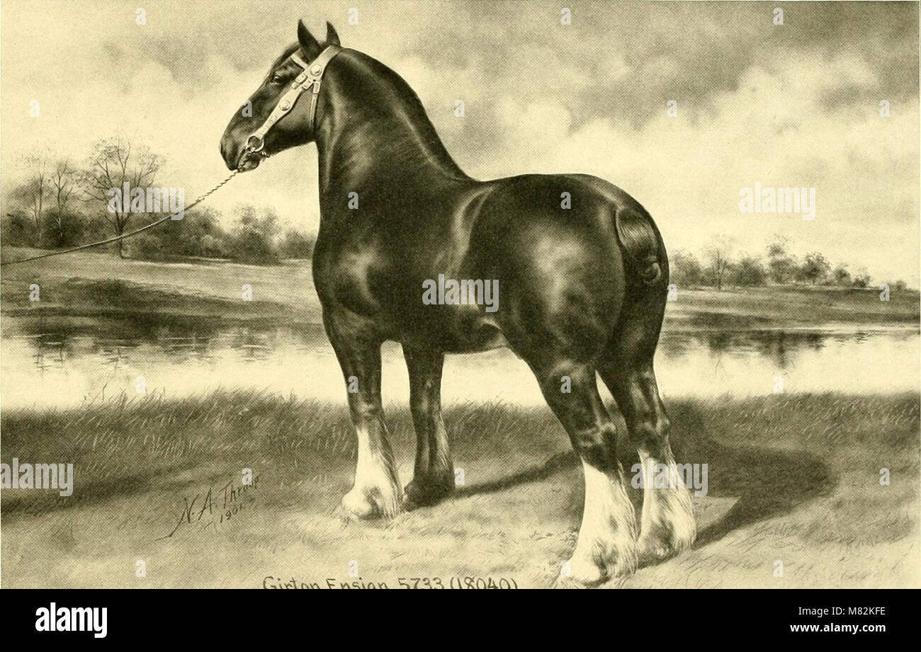 Belgian percheron hi-res stock photography and images - Alamy