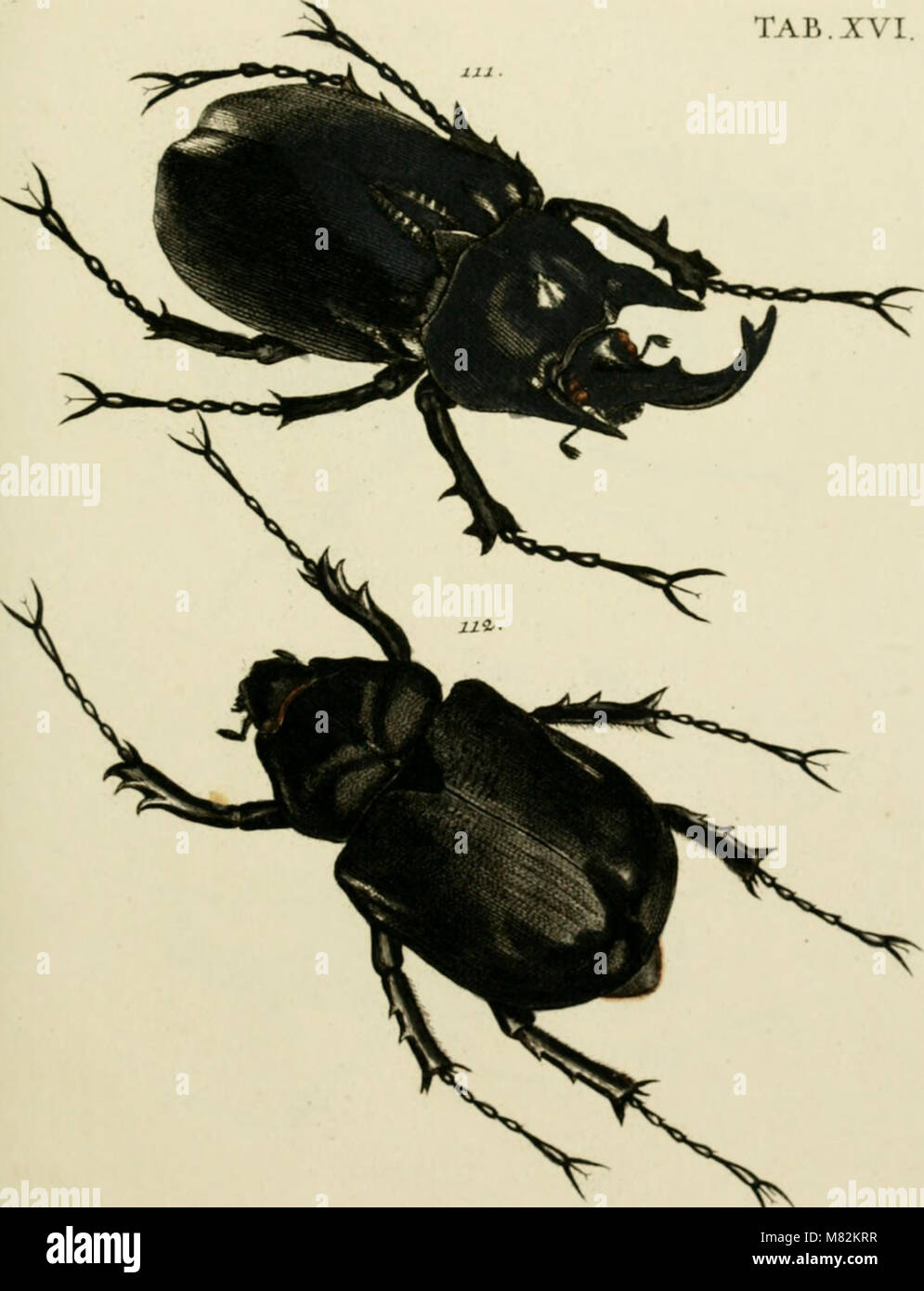 This 1806 catalog provides a systematic classification of beetles ...