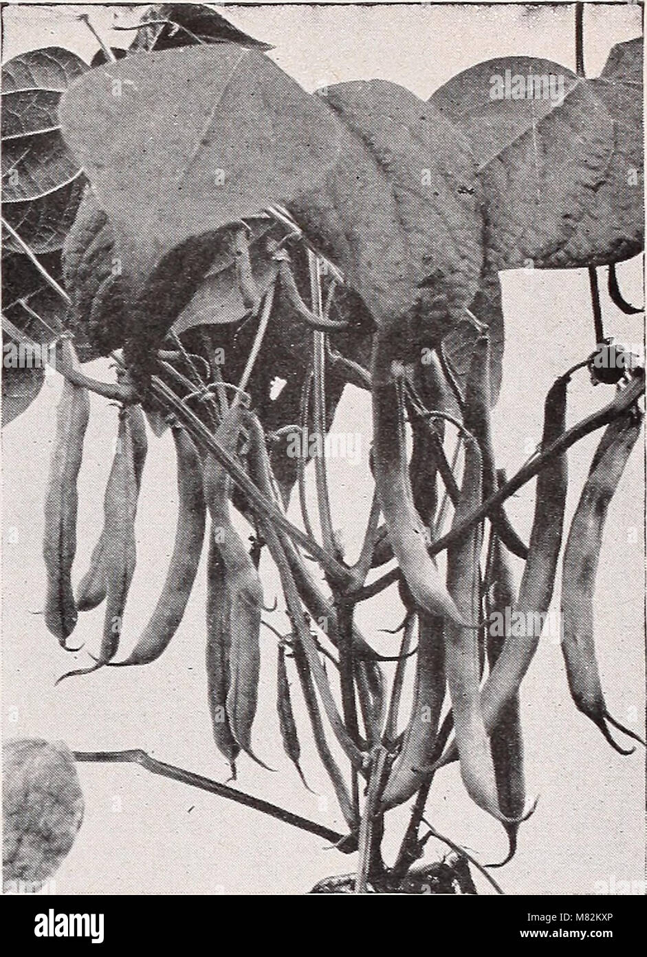 The Spring 1950 catalog offers a comprehensive selection of products ...