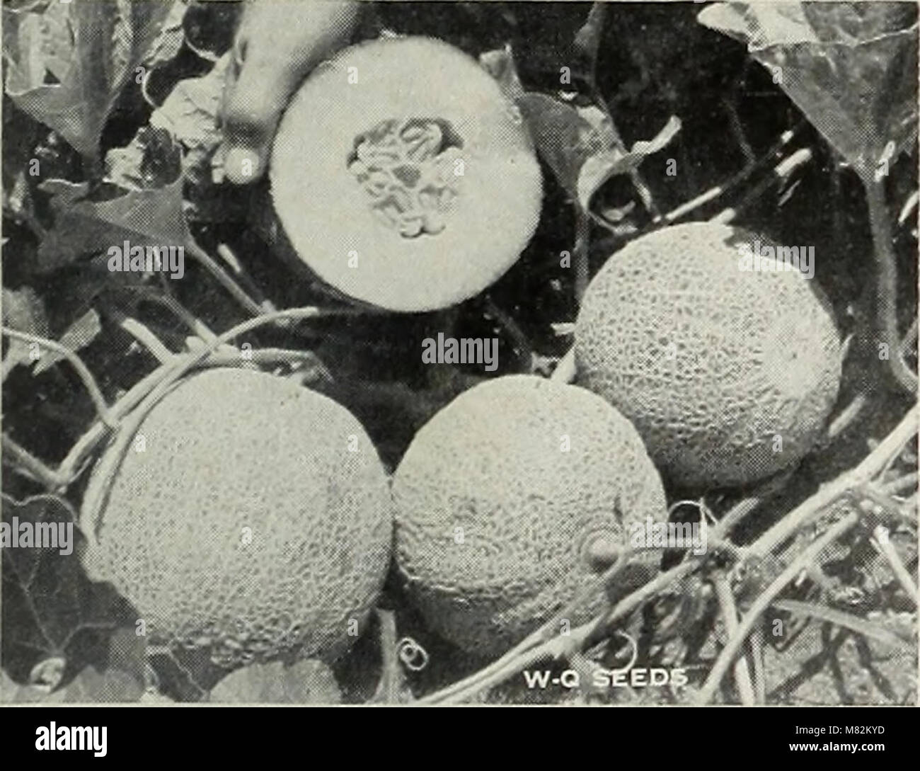 Catalog - spring 1959 (1959) (20388085328 Stock Photo - Alamy