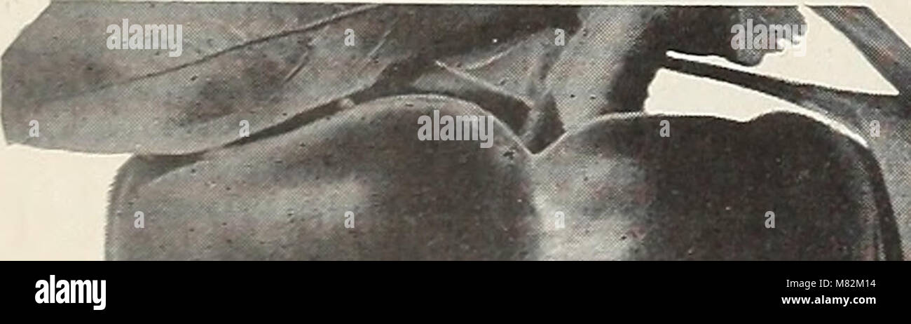 The 1965 spring catalog provides details on a variety of products ...