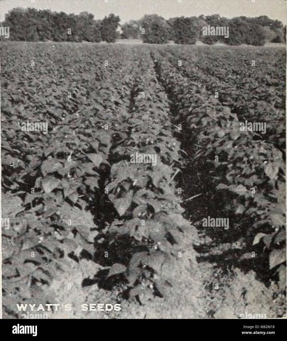 Spring 1965 hi-res stock photography and images - Alamy