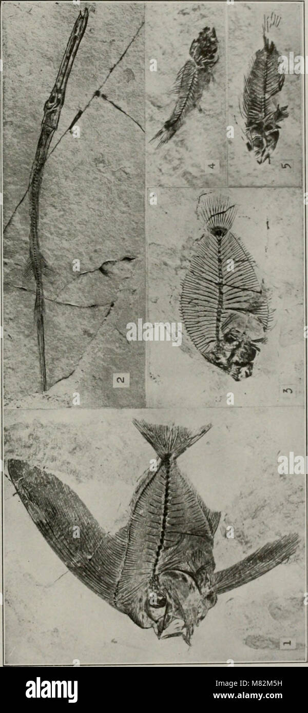 Fossil catalog hi-res stock photography and images - Alamy