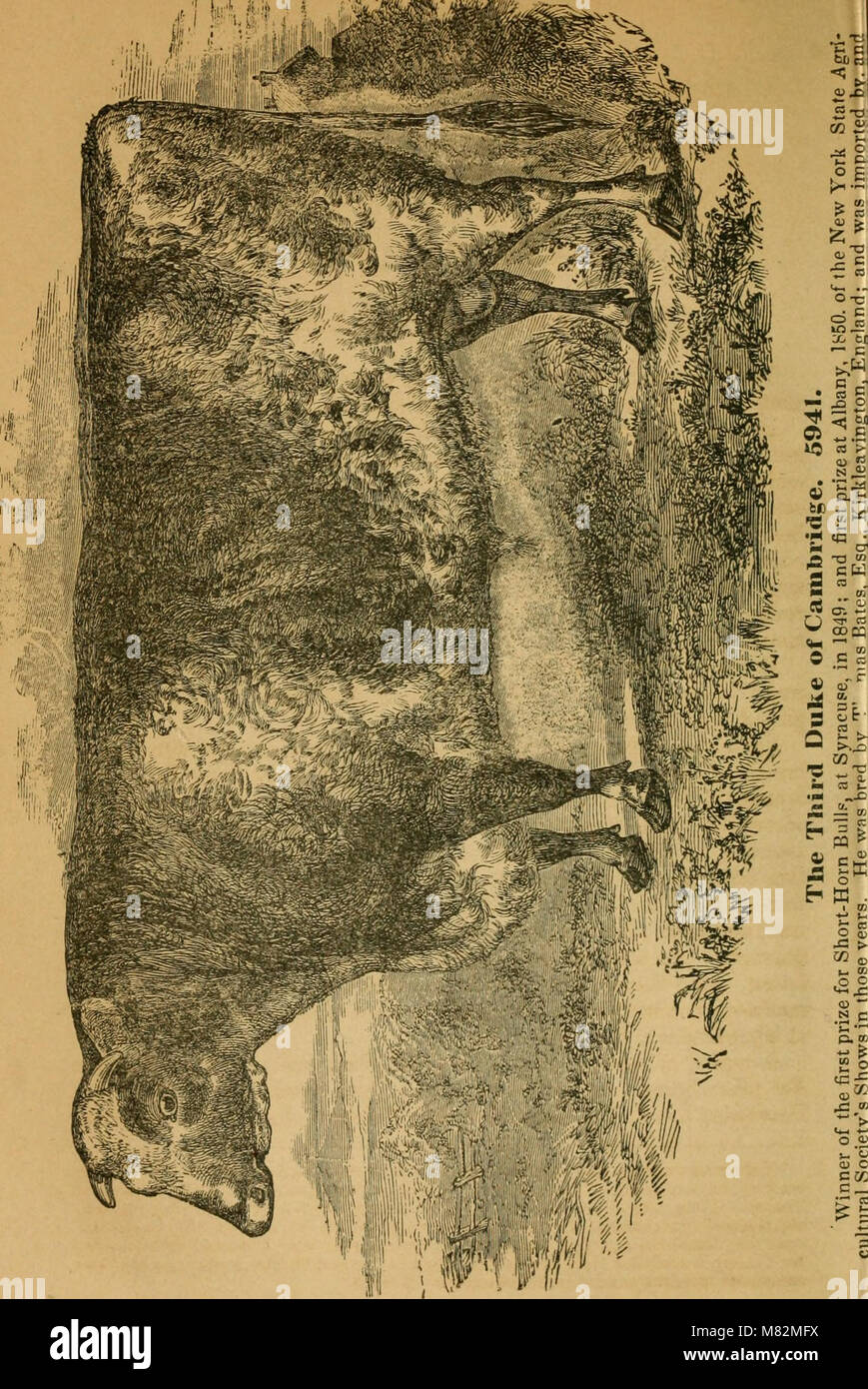 The 1851 work 'Cattle' examines the history, breeds, care, and ...