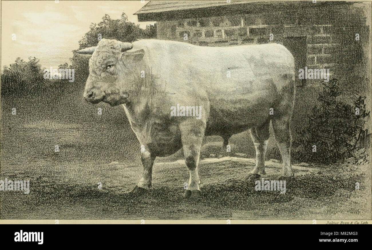Cattle and dairy farming (1887) (19964047574 Stock Photo - Alamy