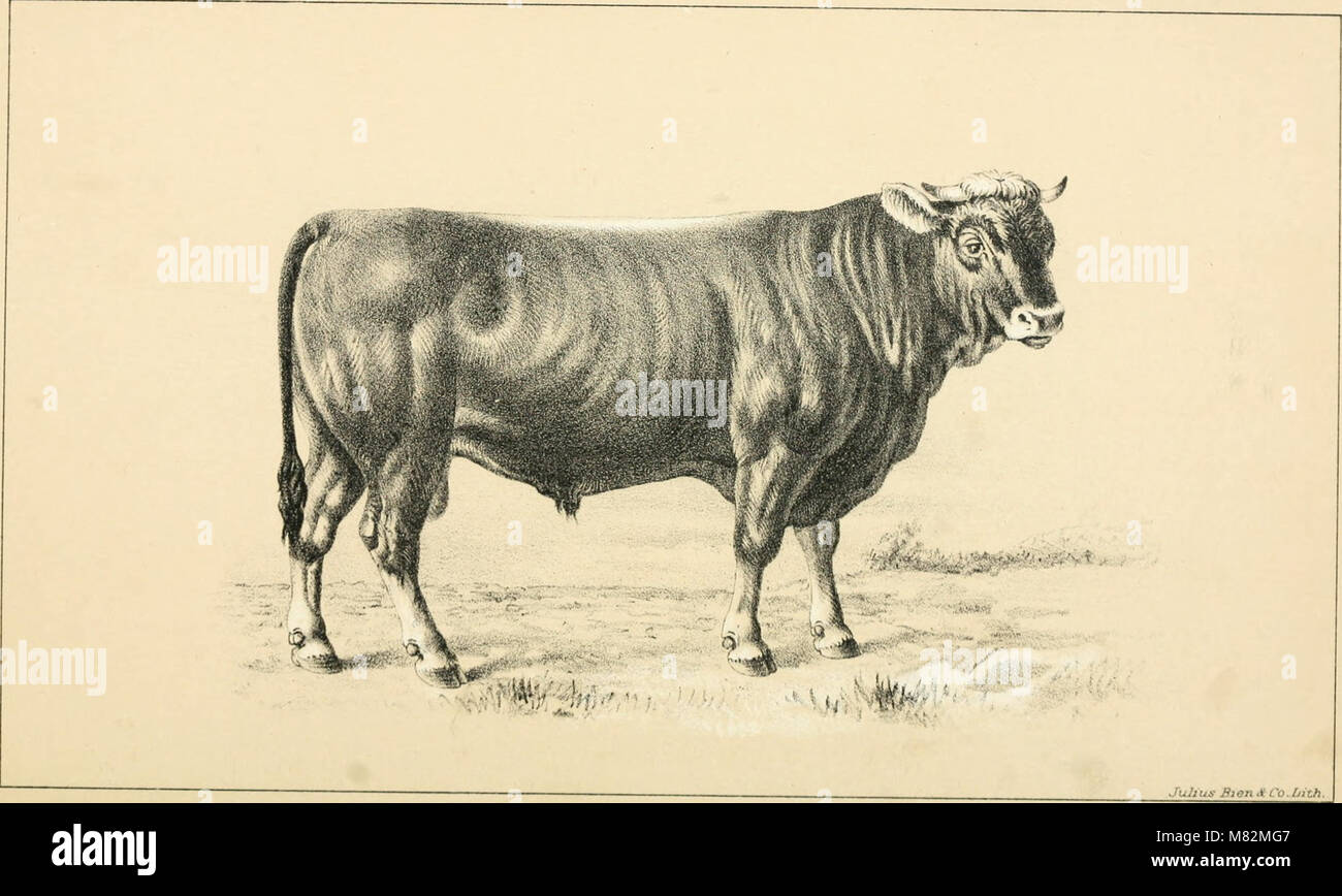 Cattle and dairy farming (1887) (19964144734 Stock Photo - Alamy