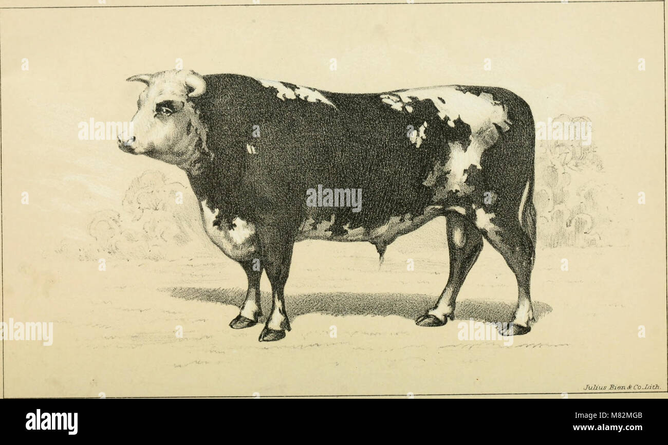 Cattle and dairy farming (1887) (19965766493 Stock Photo - Alamy