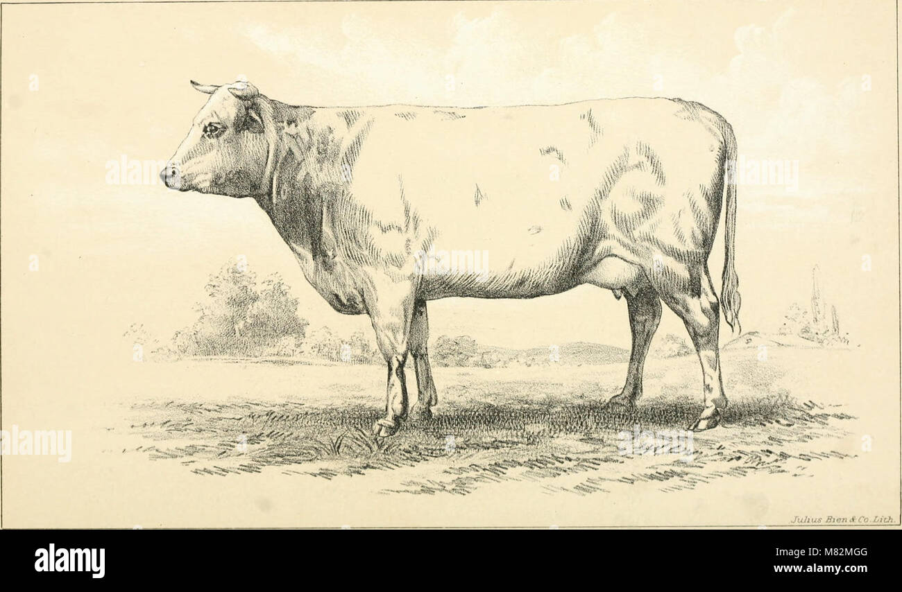 Cattle and dairy farming (1887) (19965831193 Stock Photo - Alamy