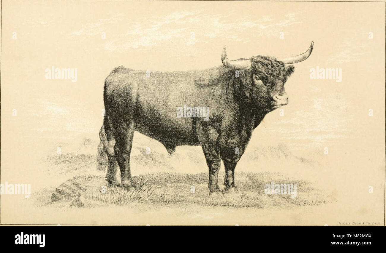This work explores cattle and dairy farming, offering insights into ...