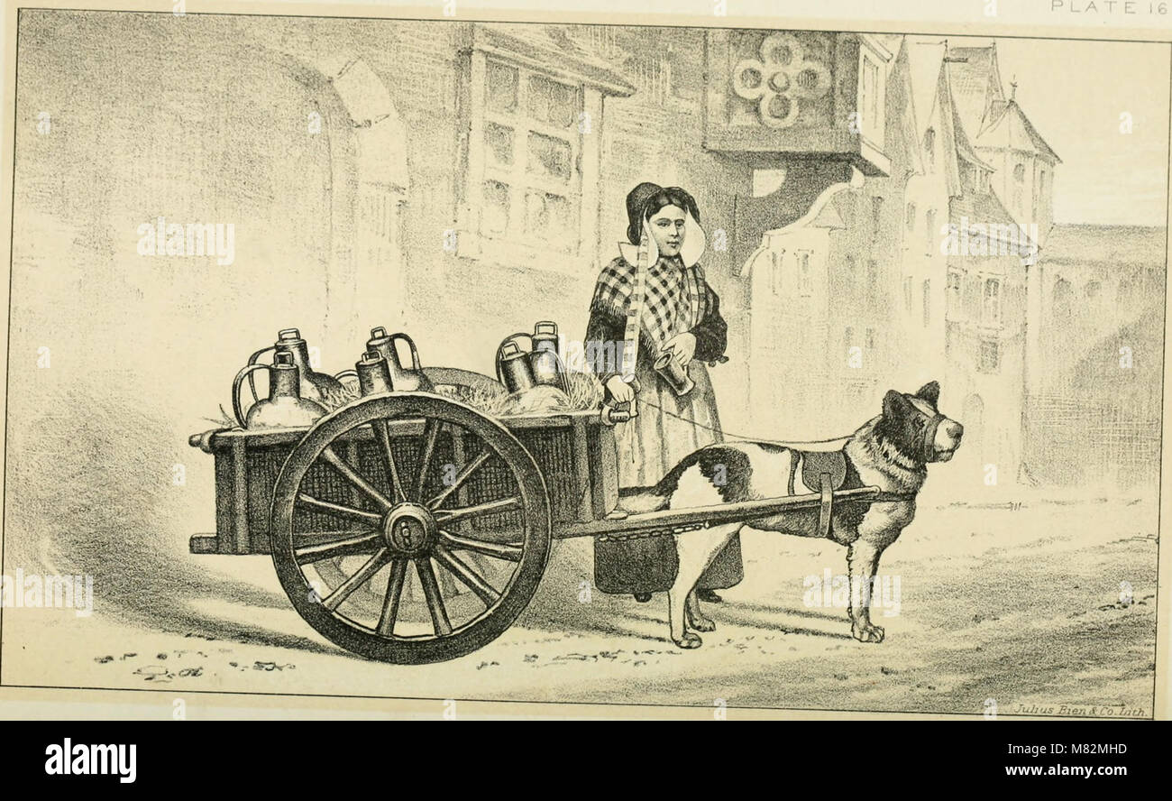 Cattle and dairy farming (1887) (20398805820 Stock Photo - Alamy