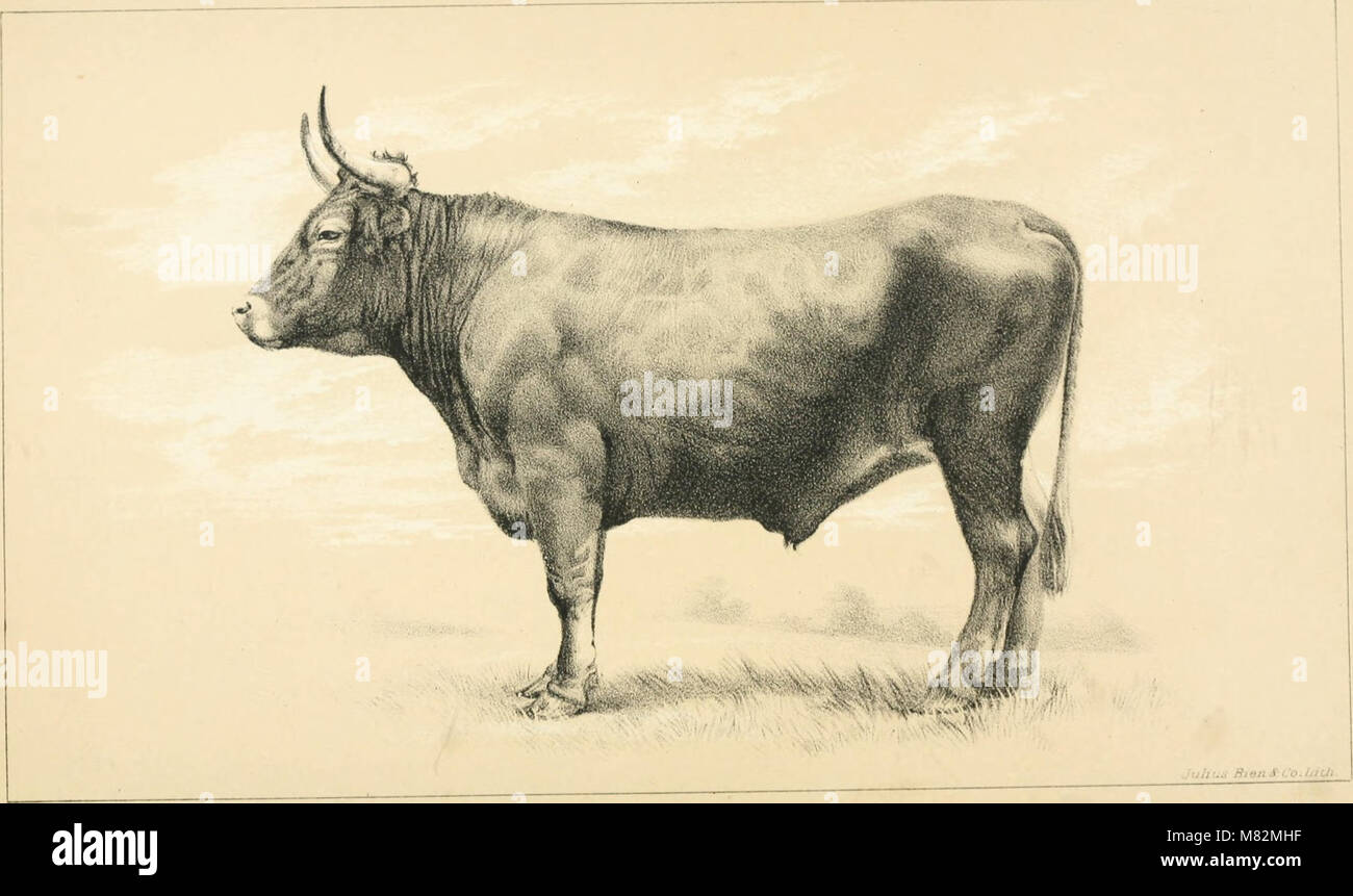 Cattle and dairy farming (1887) (20398819370 Stock Photo - Alamy