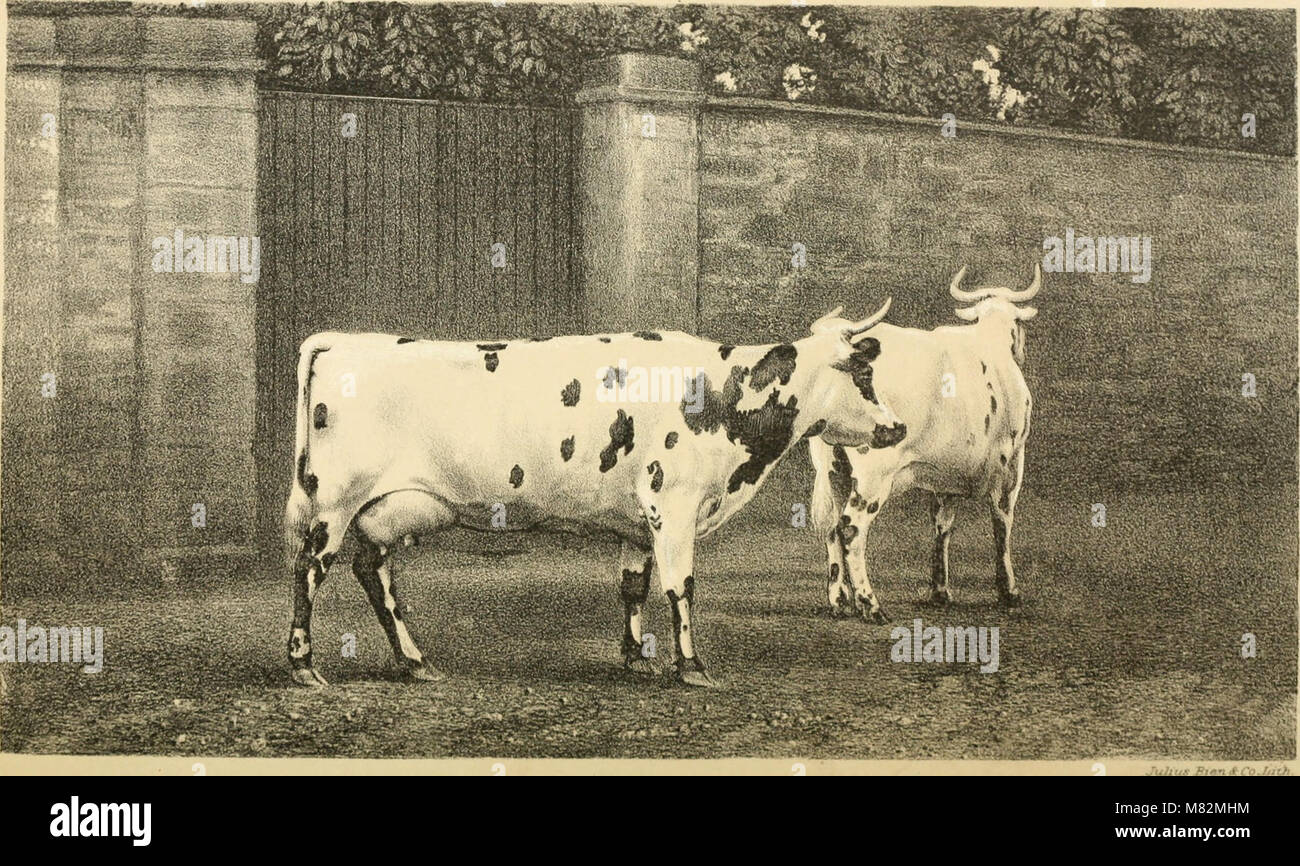 Cattle and dairy farming (1887) (20399938999 Stock Photo - Alamy