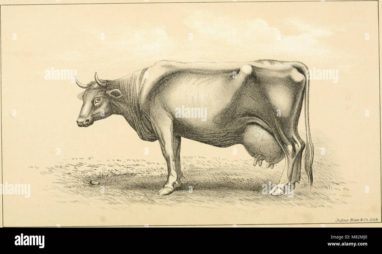 Cattle and Dairy Farming, published in 1887, covers the practices and ...