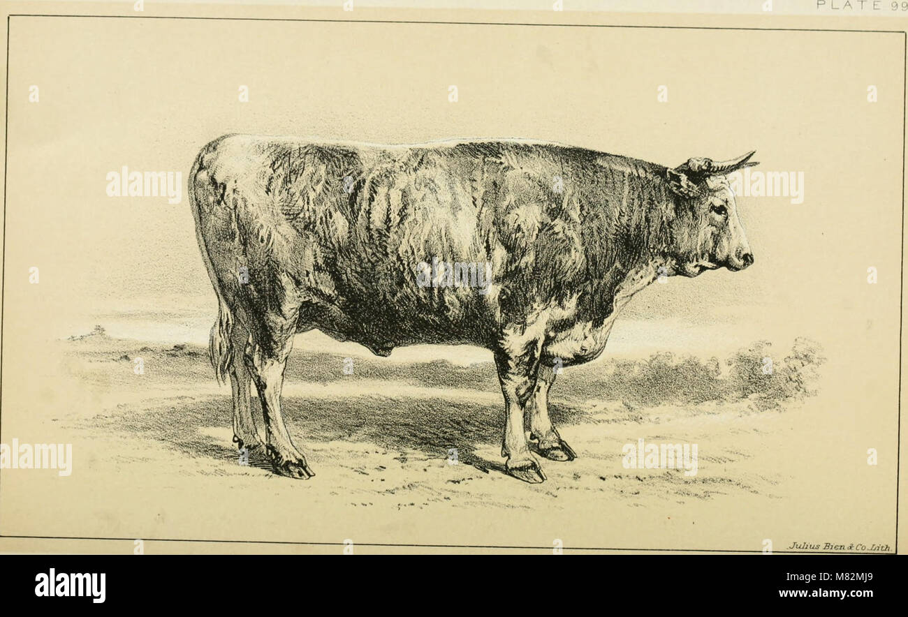 Cattle and dairy farming (1887) (20560462546 Stock Photo - Alamy