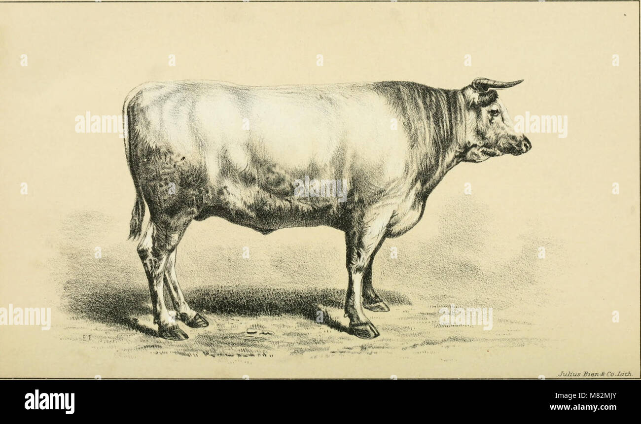 Cattle and dairy farming (1887) (20577709432 Stock Photo - Alamy