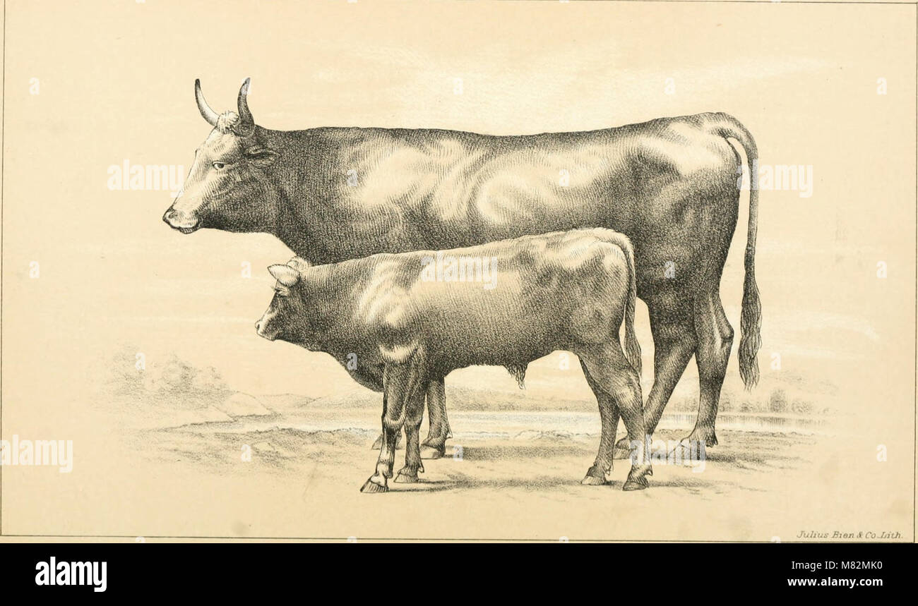 Cattle and dairy farming (1887) (20577719142 Stock Photo - Alamy
