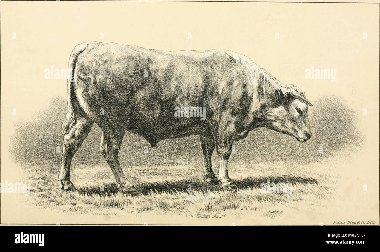 Cattle and dairy farming (1887) (20586689415 Stock Photo - Alamy