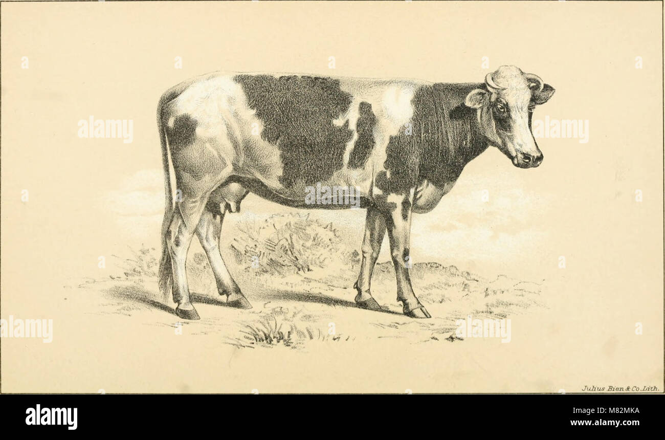 Cattle and dairy farming (1887) (20586770175 Stock Photo - Alamy