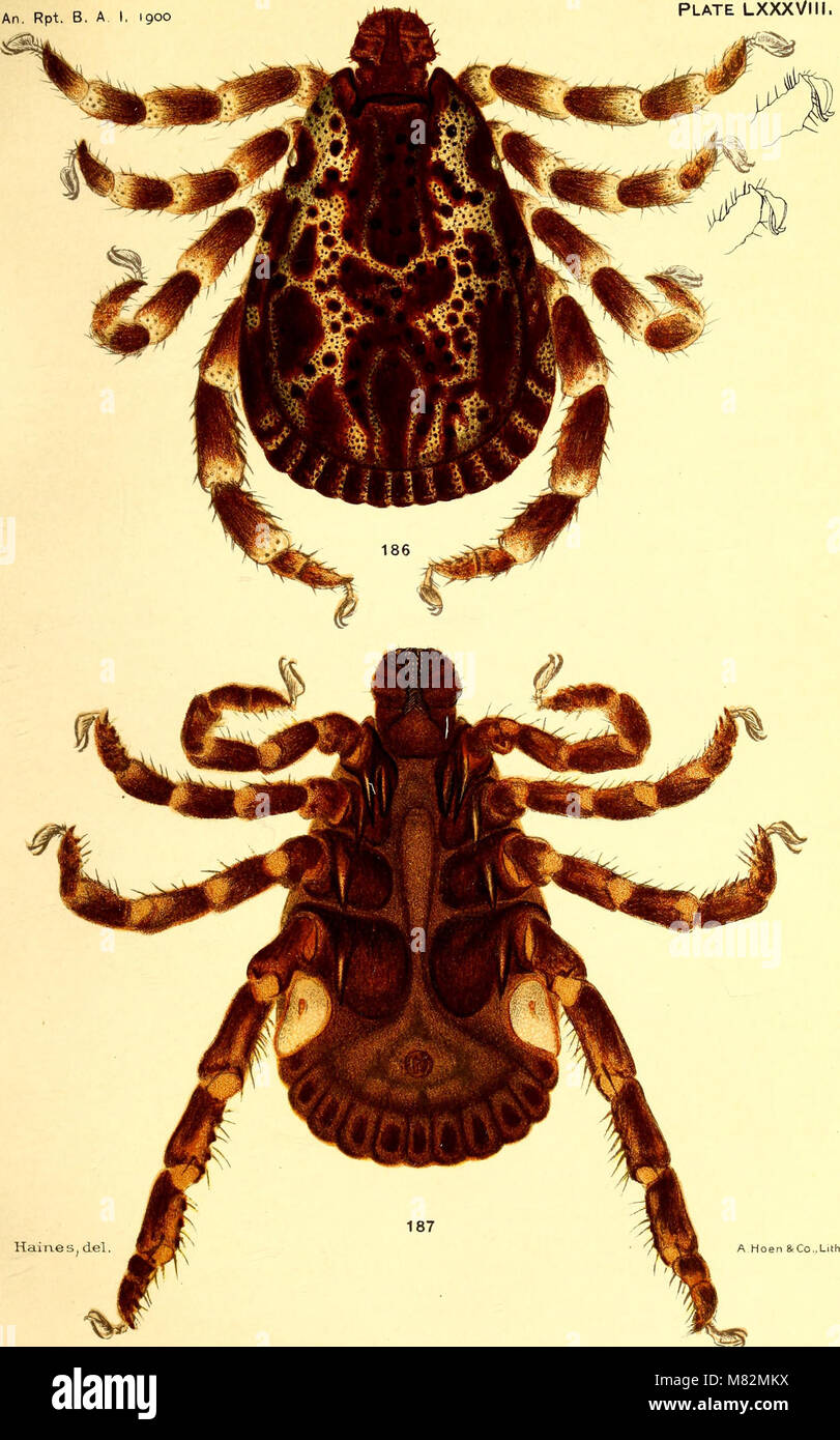 Cattle ticks (Ixodoidea) of the United States (1902) (19964154894 Stock ...