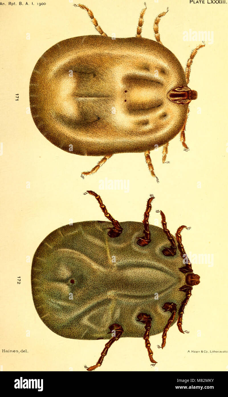 Cattle ticks (Ixodoidea) of the United States (1902) (19965822373 Stock ...