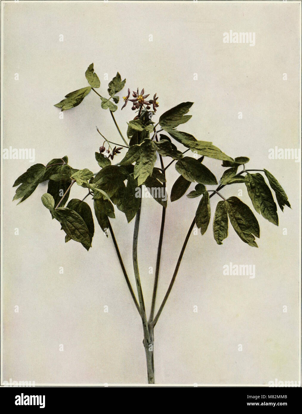 Caulophyllum thalictroides hi-res stock photography and images - Alamy