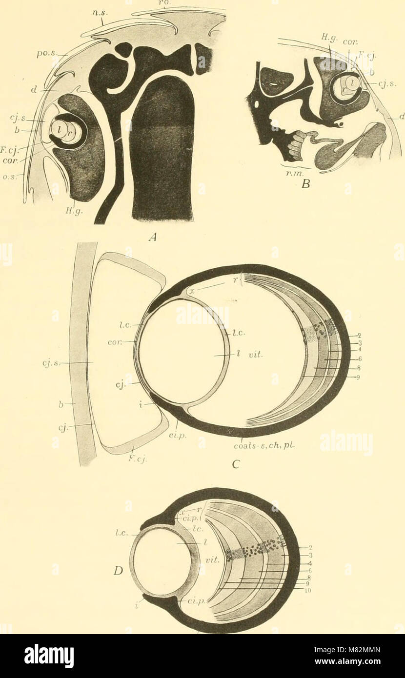 'Cave Vertebrates of America' (1909) examines the evolution and ...