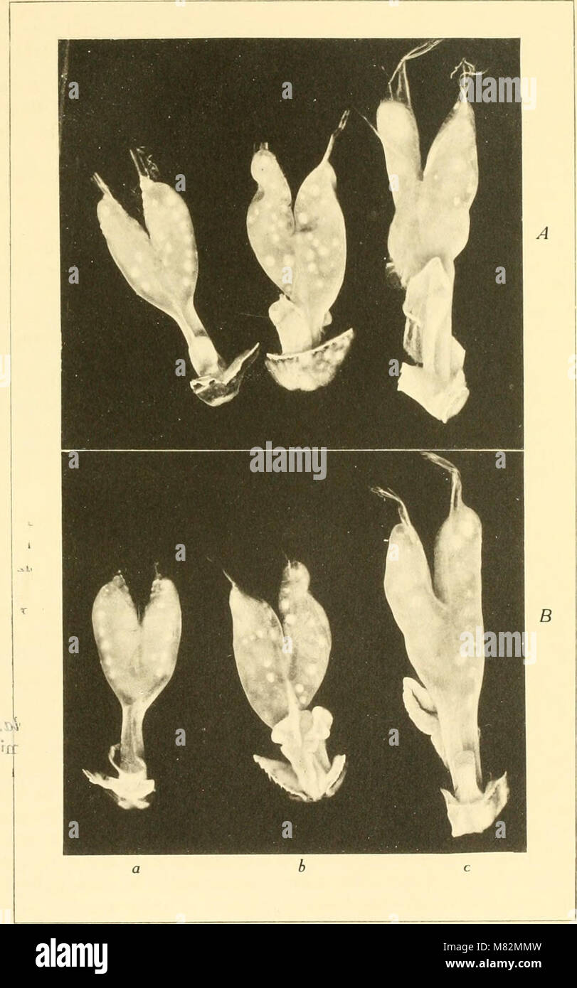 Cave vertebrates of America; a study in degenerative evolution (1909 ...