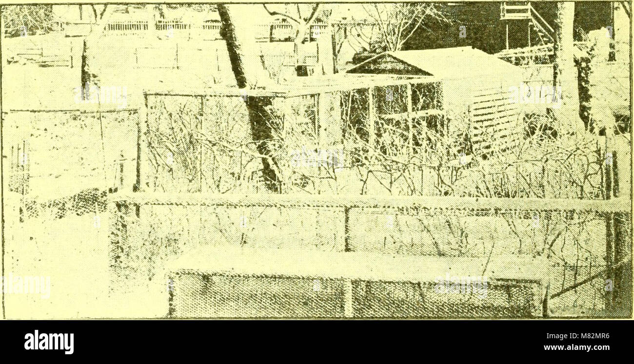 Cavy Culture, published in 1920, offers practical guidance on breeding ...